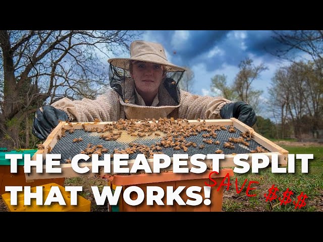 Free Video: Easiest Hive Split You'll Ever Do - The Walk Away Split ...